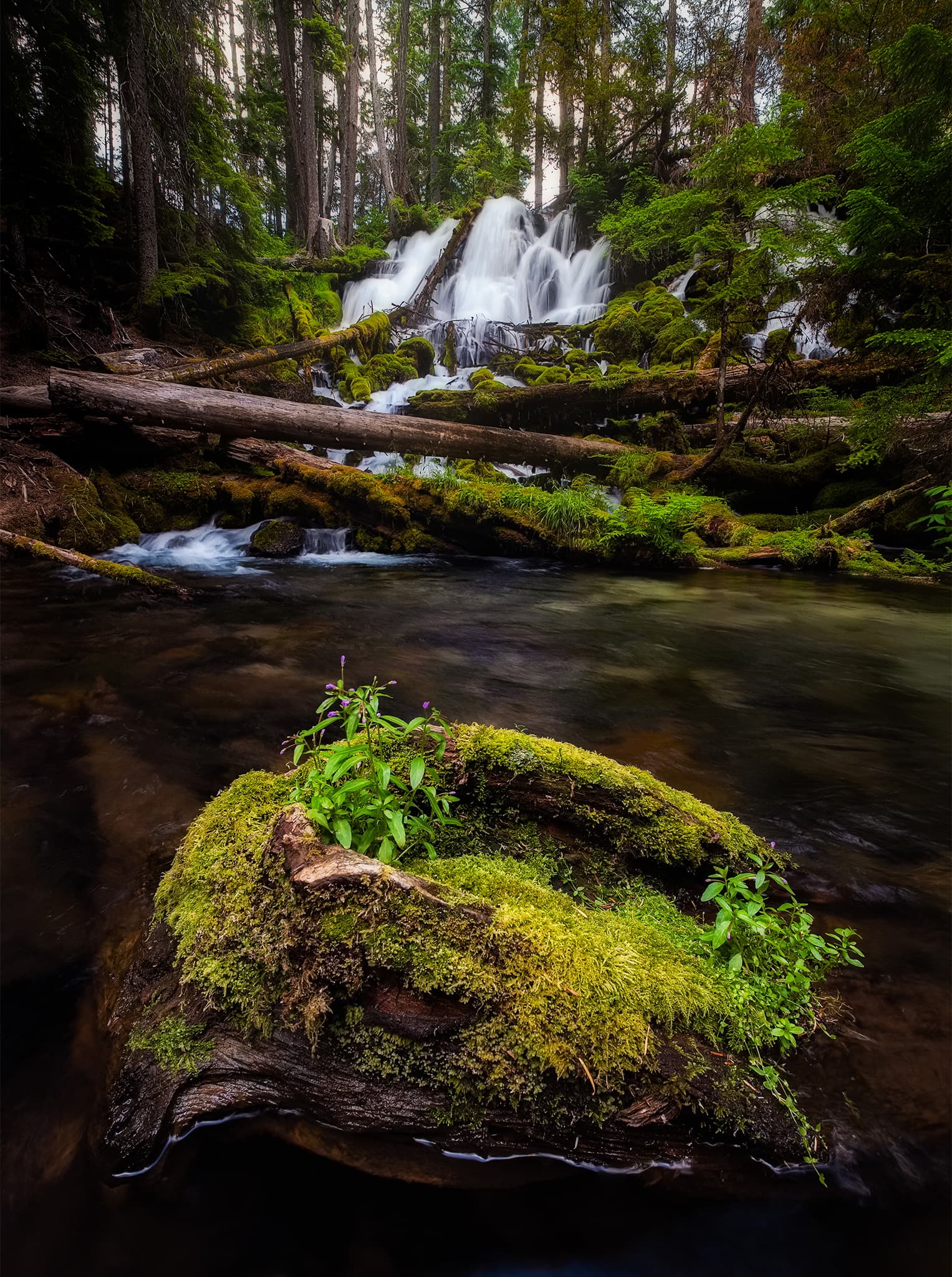 Luc Rousseau - CTO On-Demand & Digital Product Specialist, Montreal, Canada